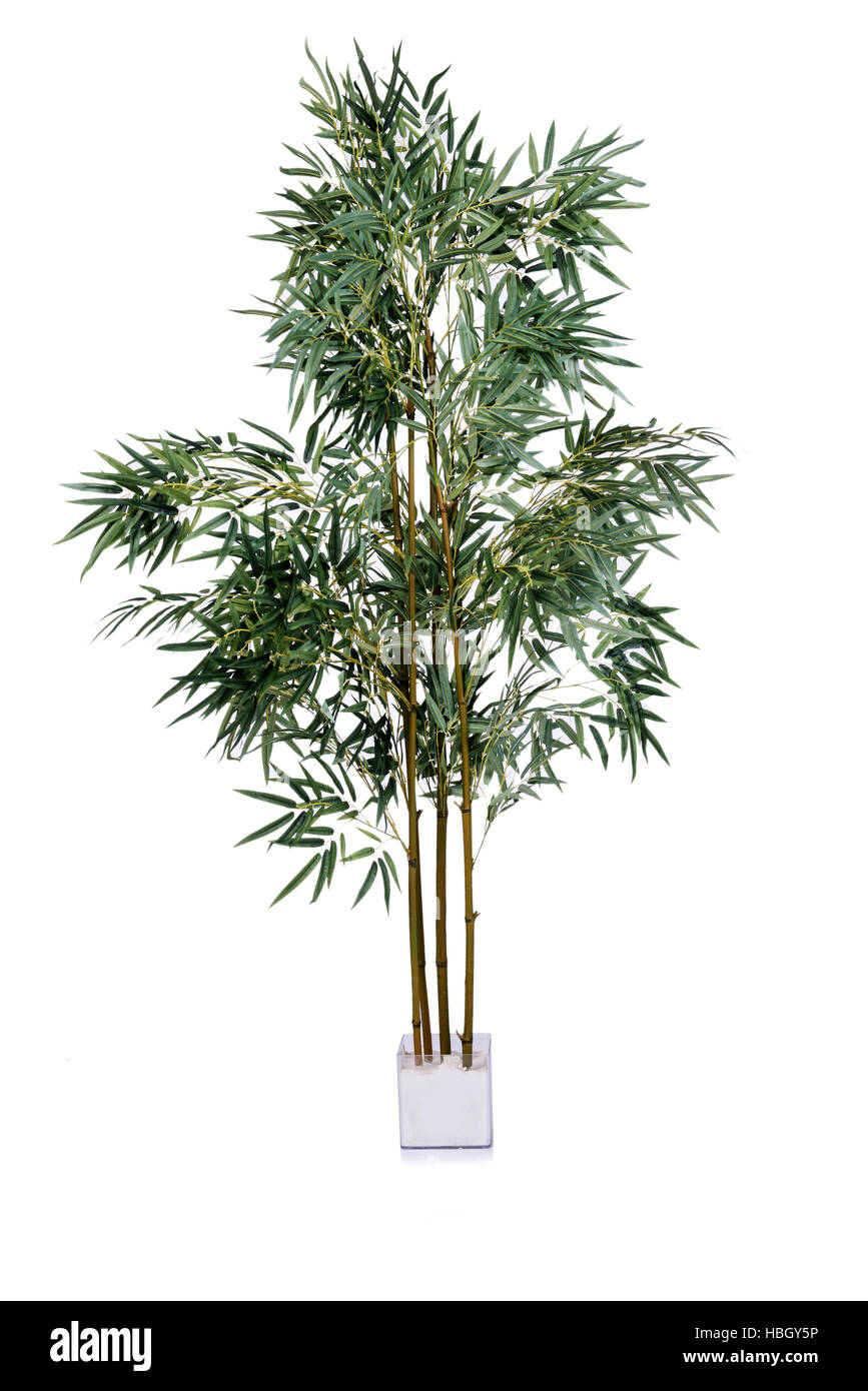 Areca flower Cut Out Stock Images & Pictures - Alamy