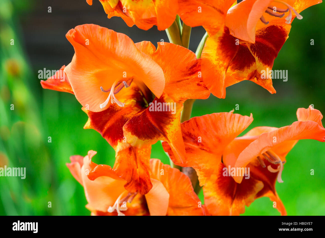 Orange gladiolus hi-res stock photography and images - Alamy