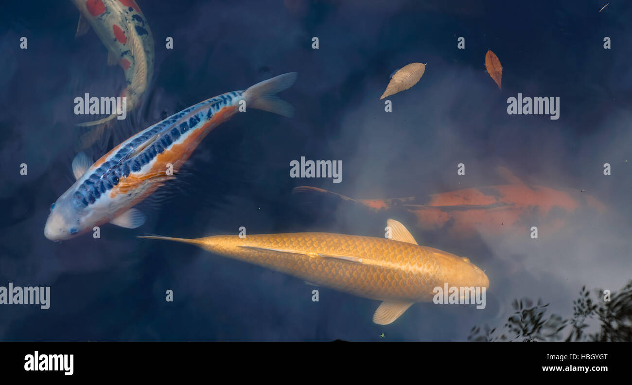 Koi fish vector hi-res stock photography and images - Alamy