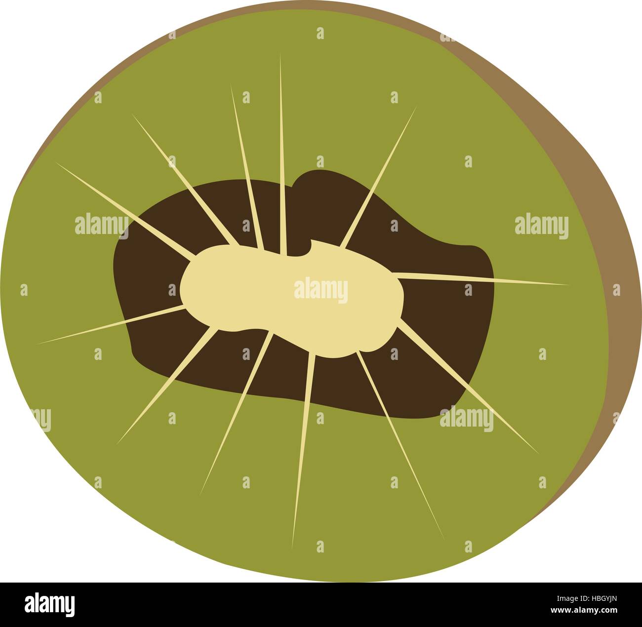 Isolated kiwi cut on a white background, Vector illustration Stock ...