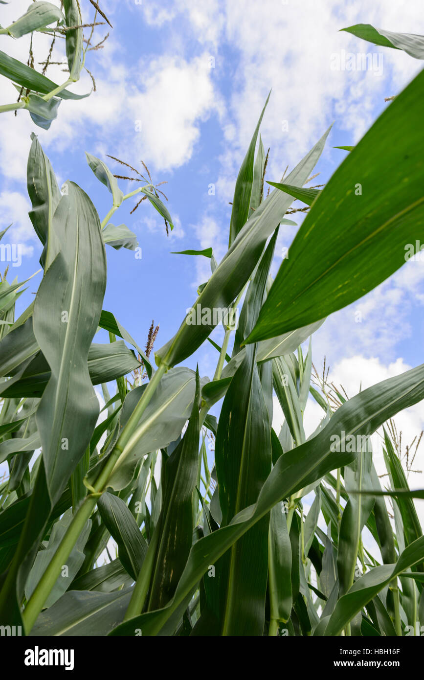 Out view hi-res stock photography and images - Alamy