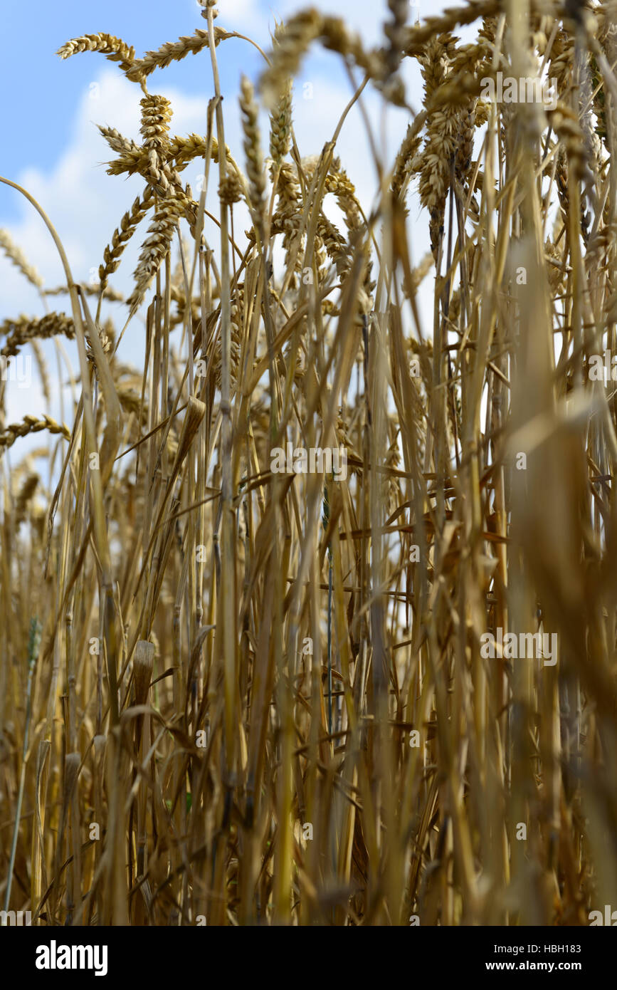 View out of Wheatfield Stock Photo - Alamy
