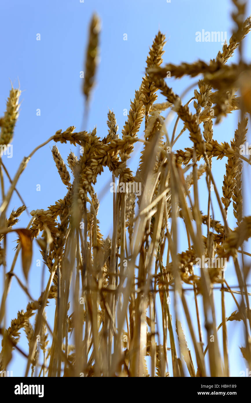 View out of Wheatfield Stock Photo - Alamy