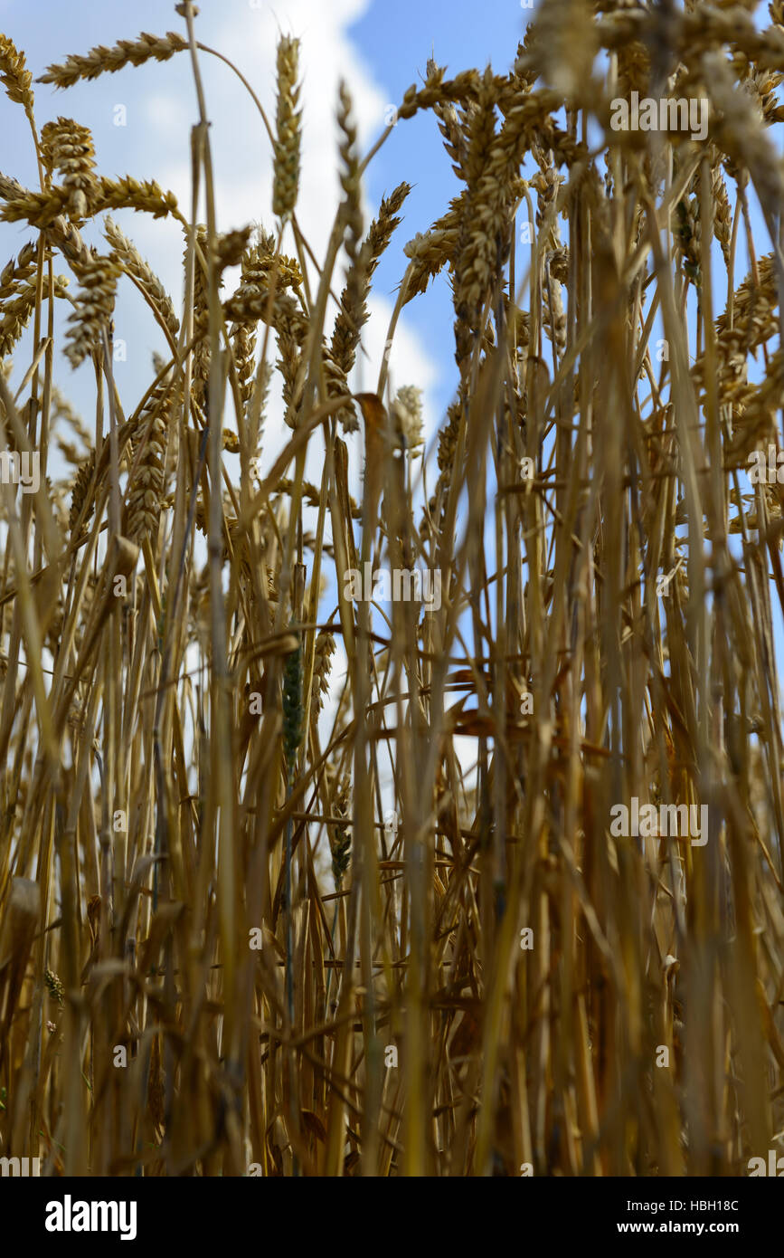 View out of Wheatfield Stock Photo - Alamy