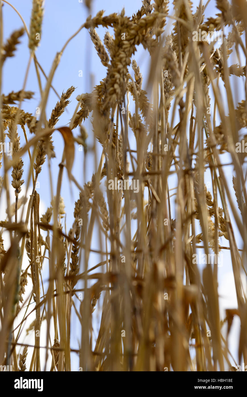 View out of Wheatfield Stock Photo - Alamy