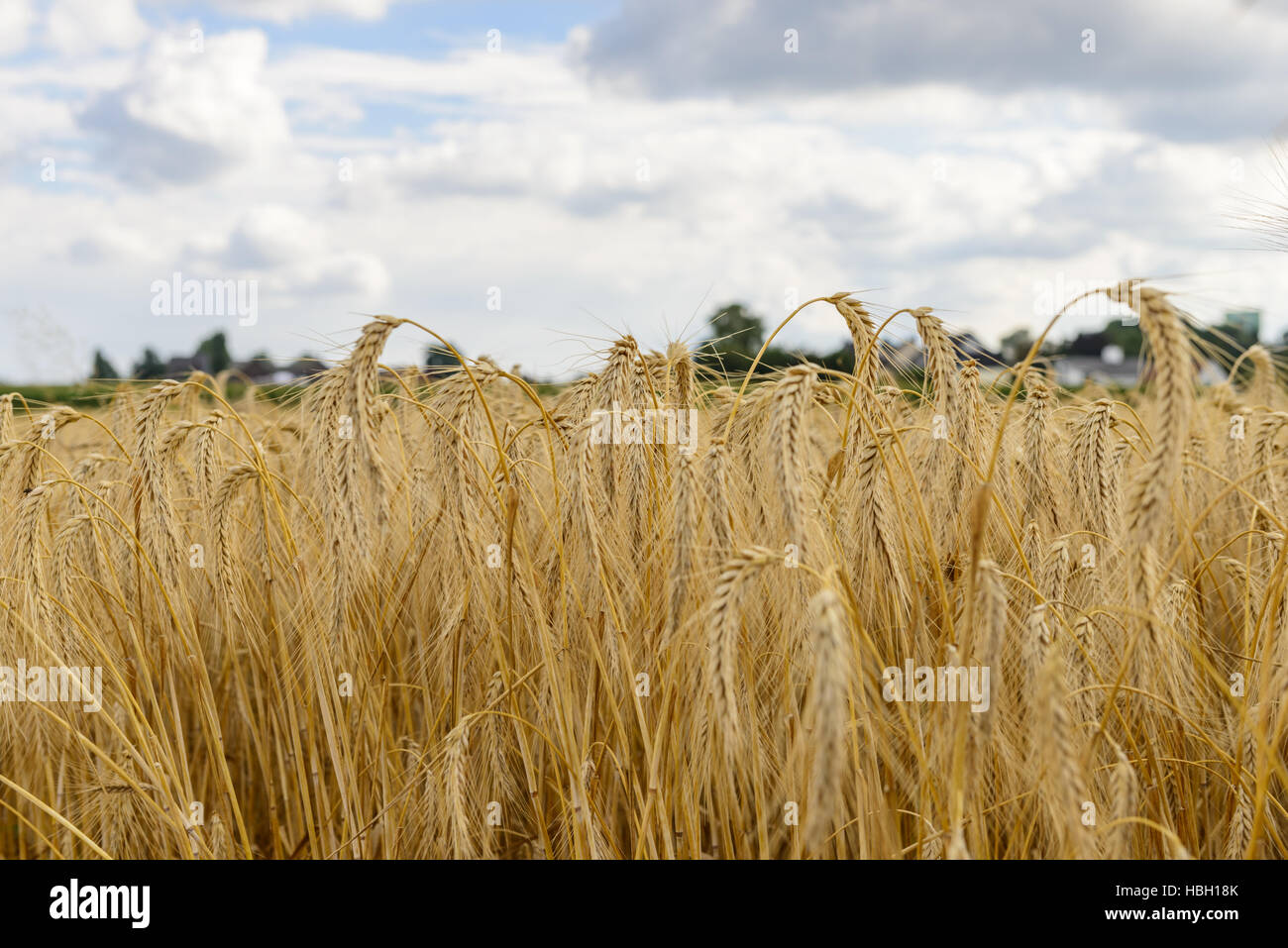 Summer wheatfield hi-res stock photography and images - Alamy