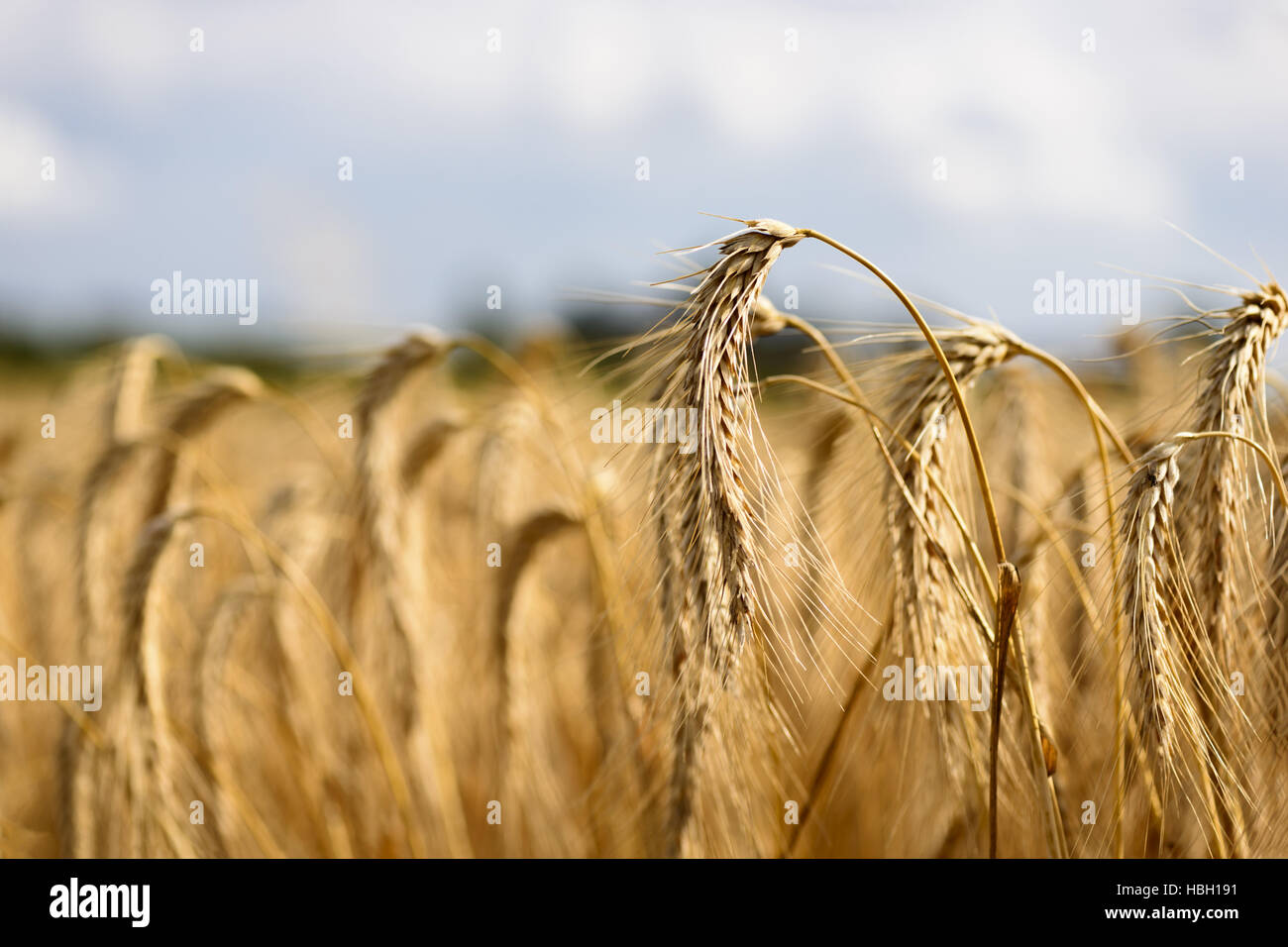 Wheatfield crop hi-res stock photography and images - Alamy
