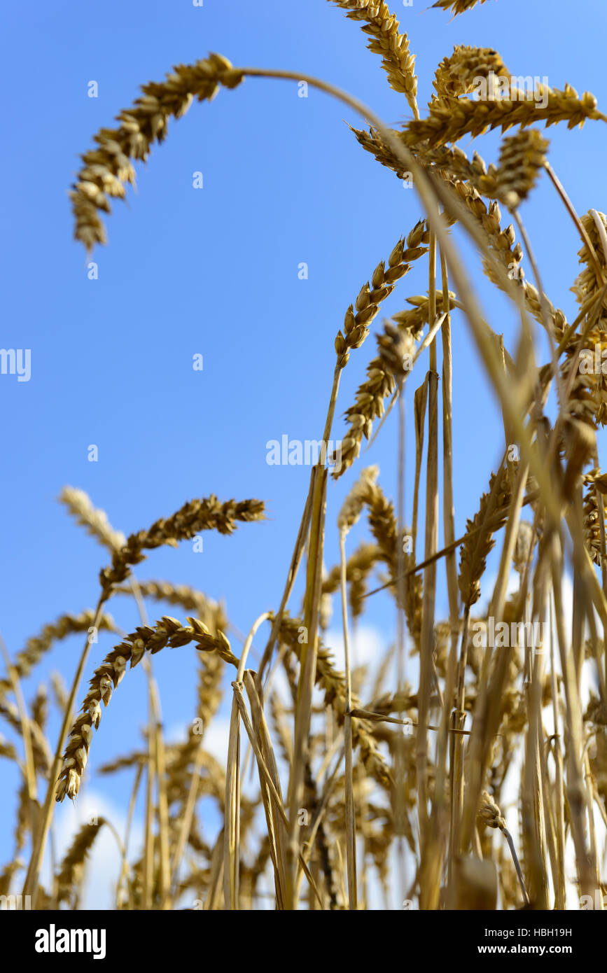 View out of Wheatfield Stock Photo - Alamy