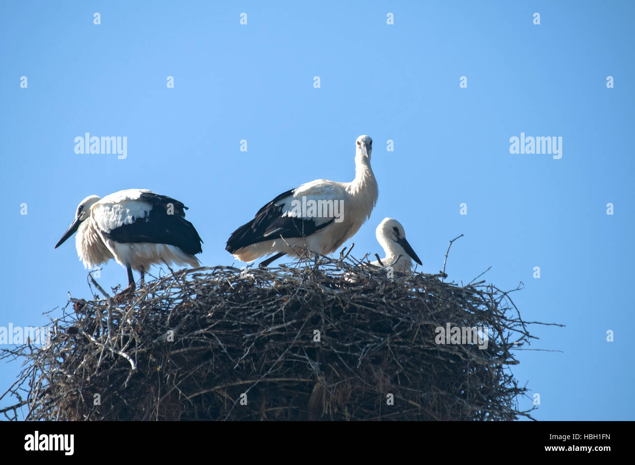 Storks family hi-res stock photography and images - Alamy