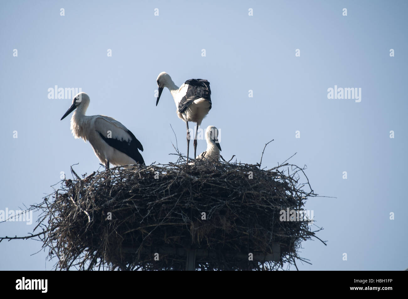 Storks in nest hi-res stock photography and images - Alamy