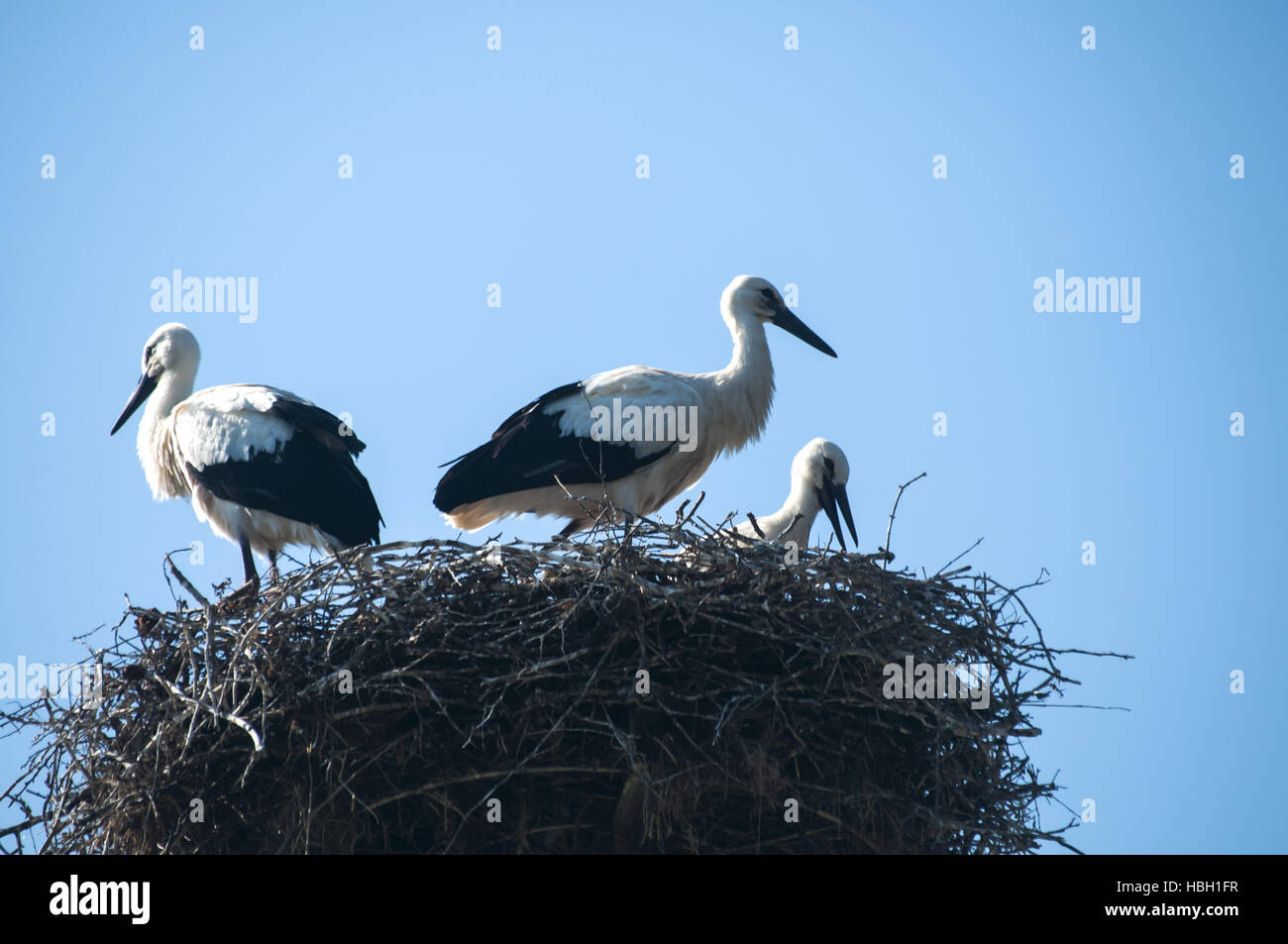 Family nest hi-res stock photography and images - Alamy