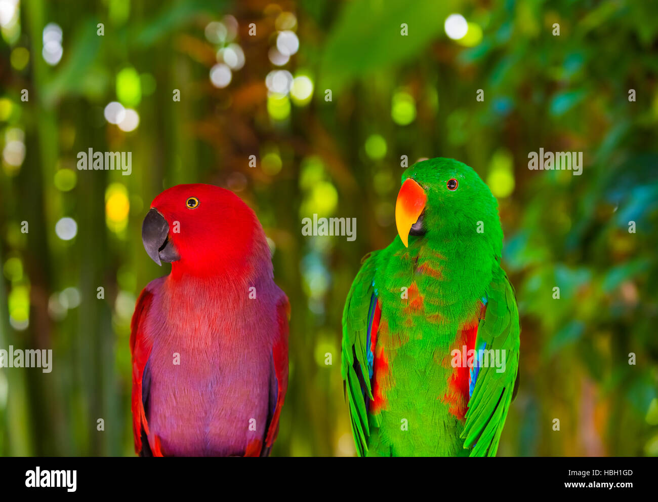Parrots in Bali Island Indonesia Stock Photo - Alamy