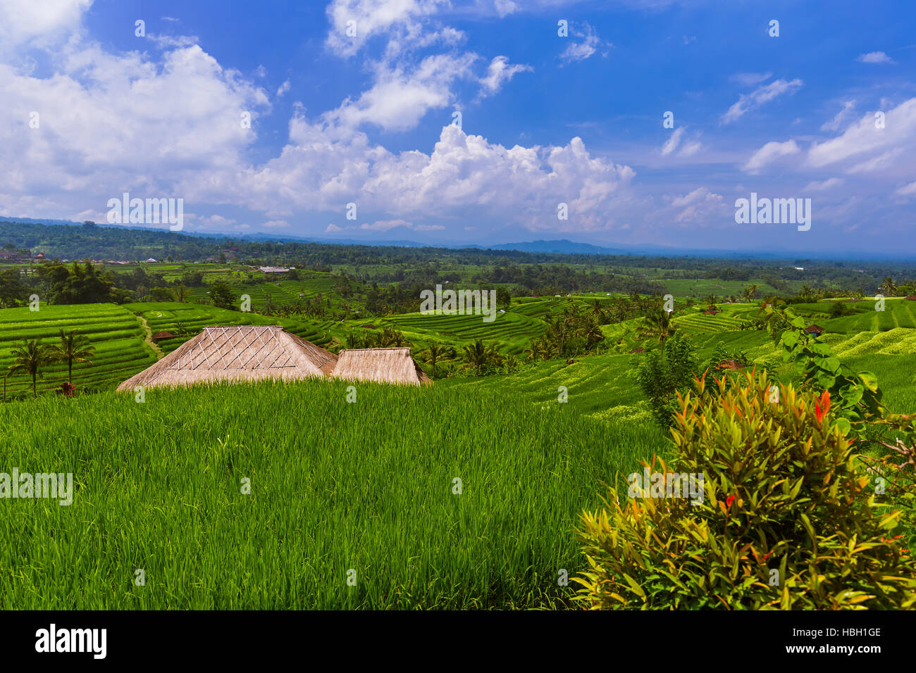Rice fields - Bali island Indonesia Stock Photo - Alamy