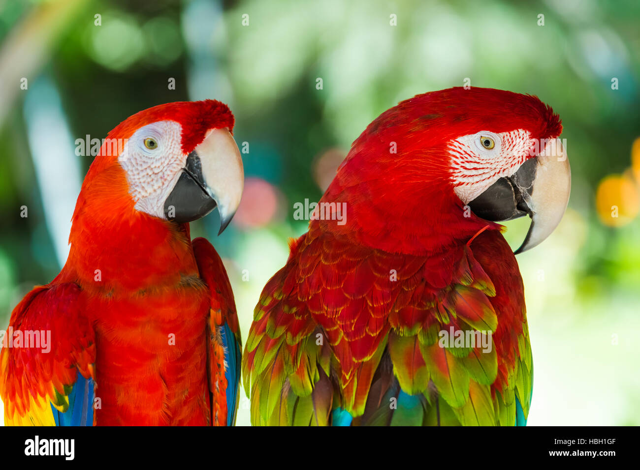 Parrots in Bali Island Indonesia Stock Photo - Alamy