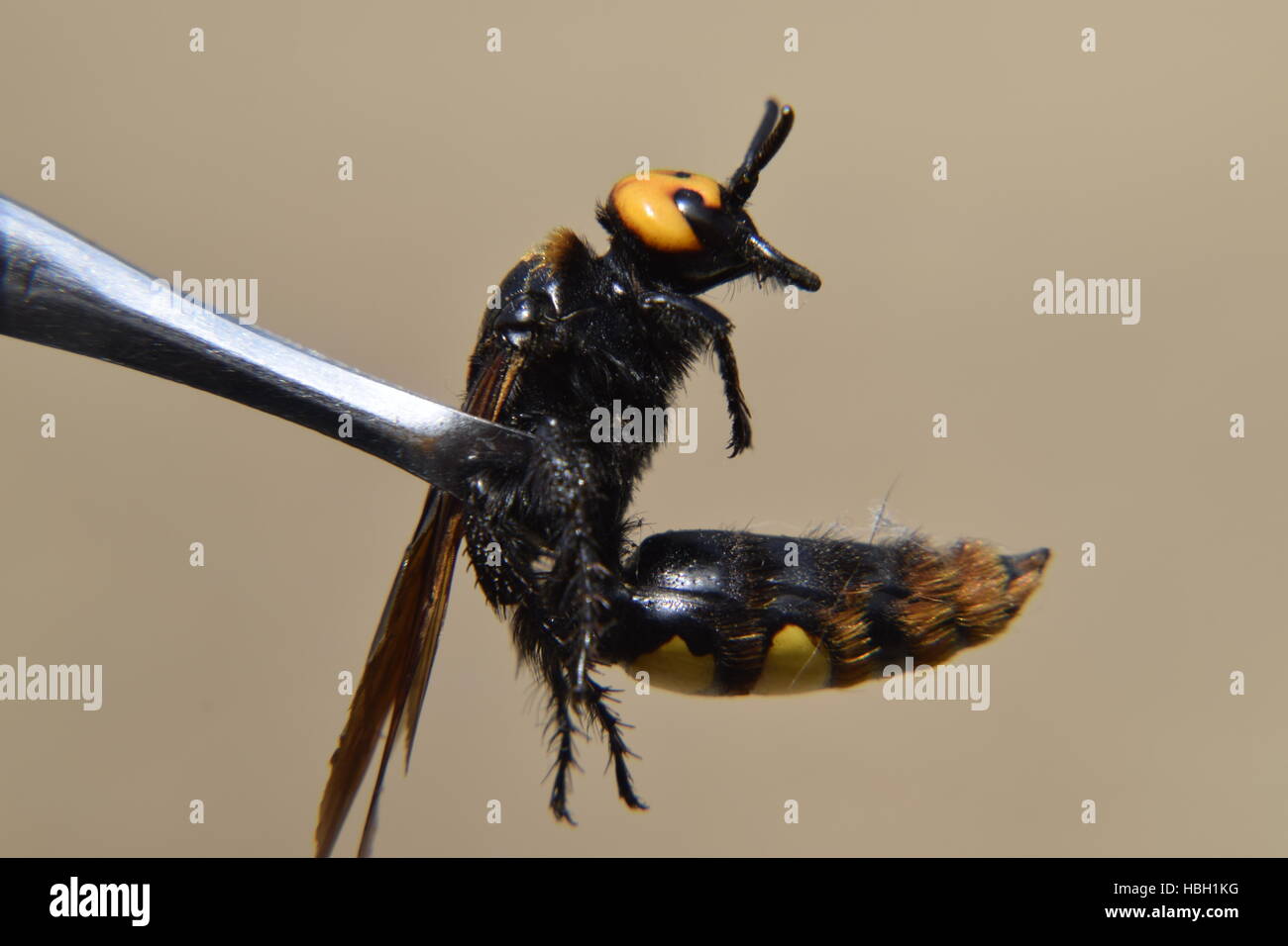 Megascolia maculata. The mammoth wasp Stock Photo - Alamy
