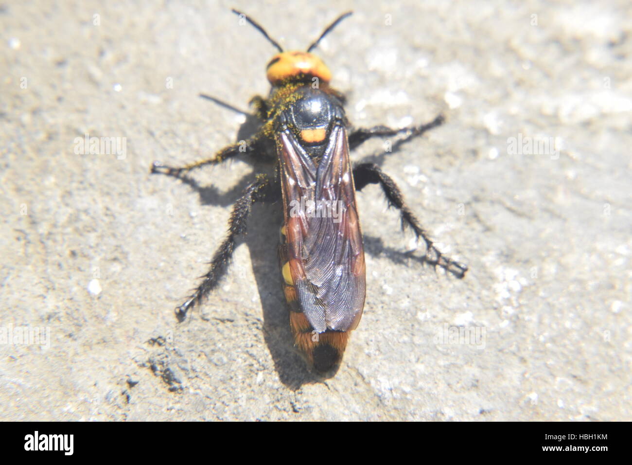 Megascolia maculata. The mammoth wasp Stock Photo - Alamy