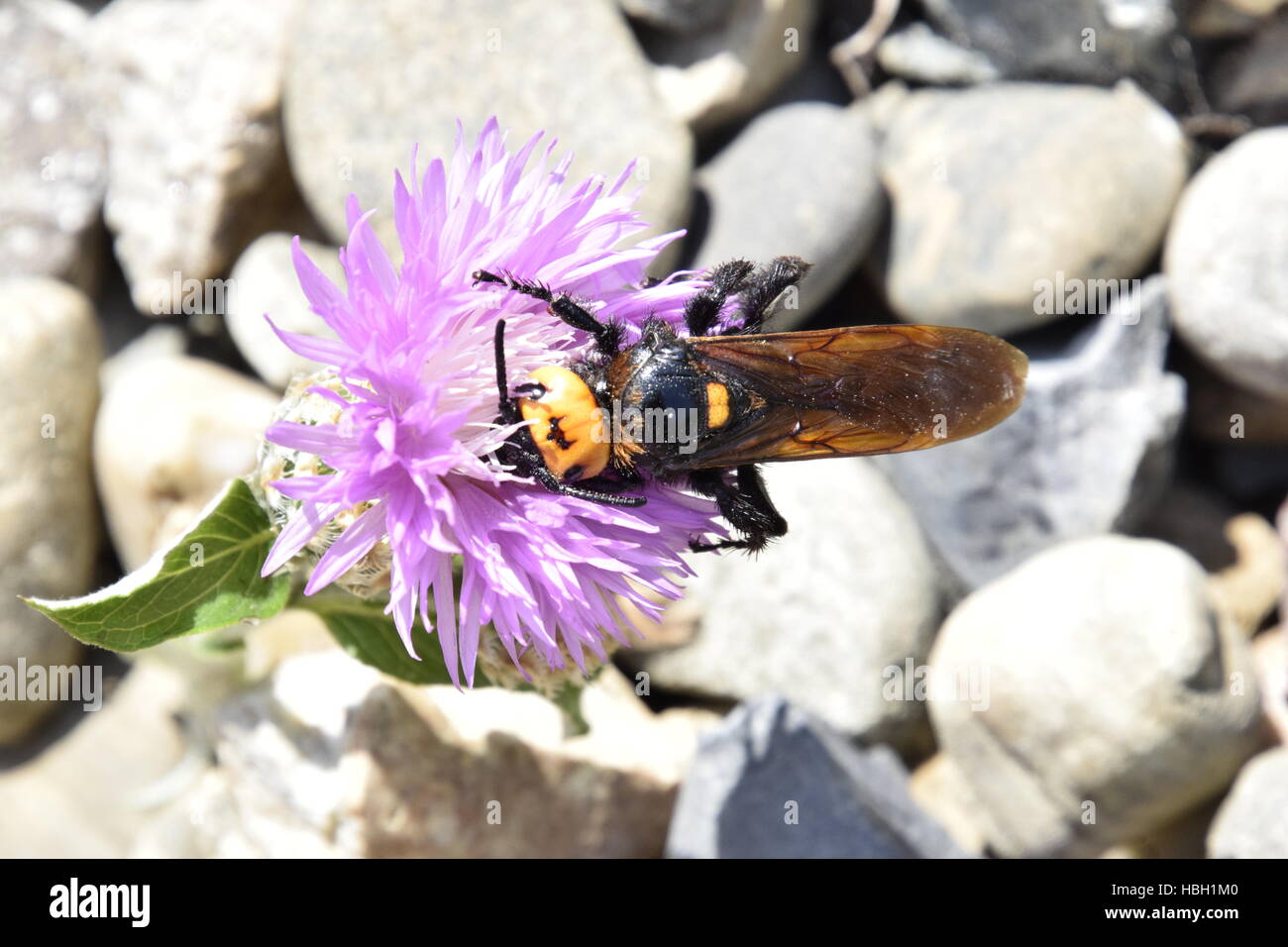 Megascolia maculata. The mammoth wasp Stock Photo - Alamy