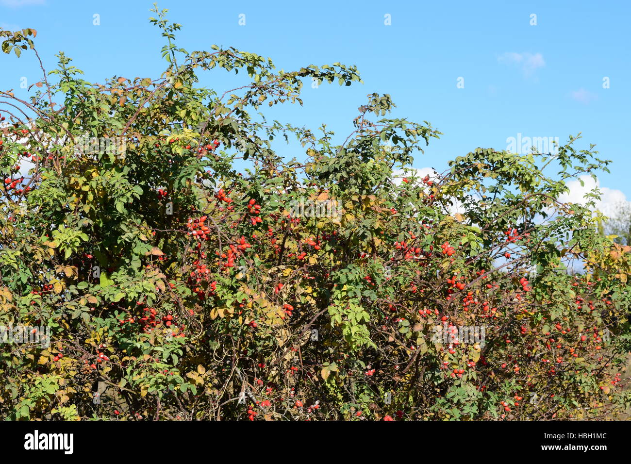 Rosehip berries bush hi-res stock photography and images - Alamy