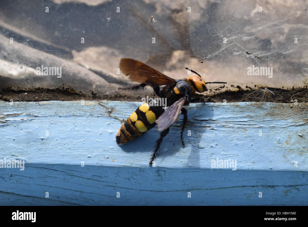 Megascolia maculata. The mammoth wasp Stock Photo - Alamy