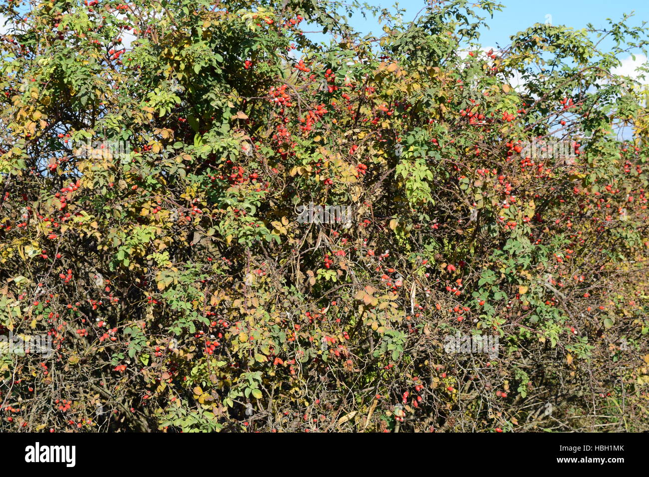 Brier berries hi-res stock photography and images - Alamy