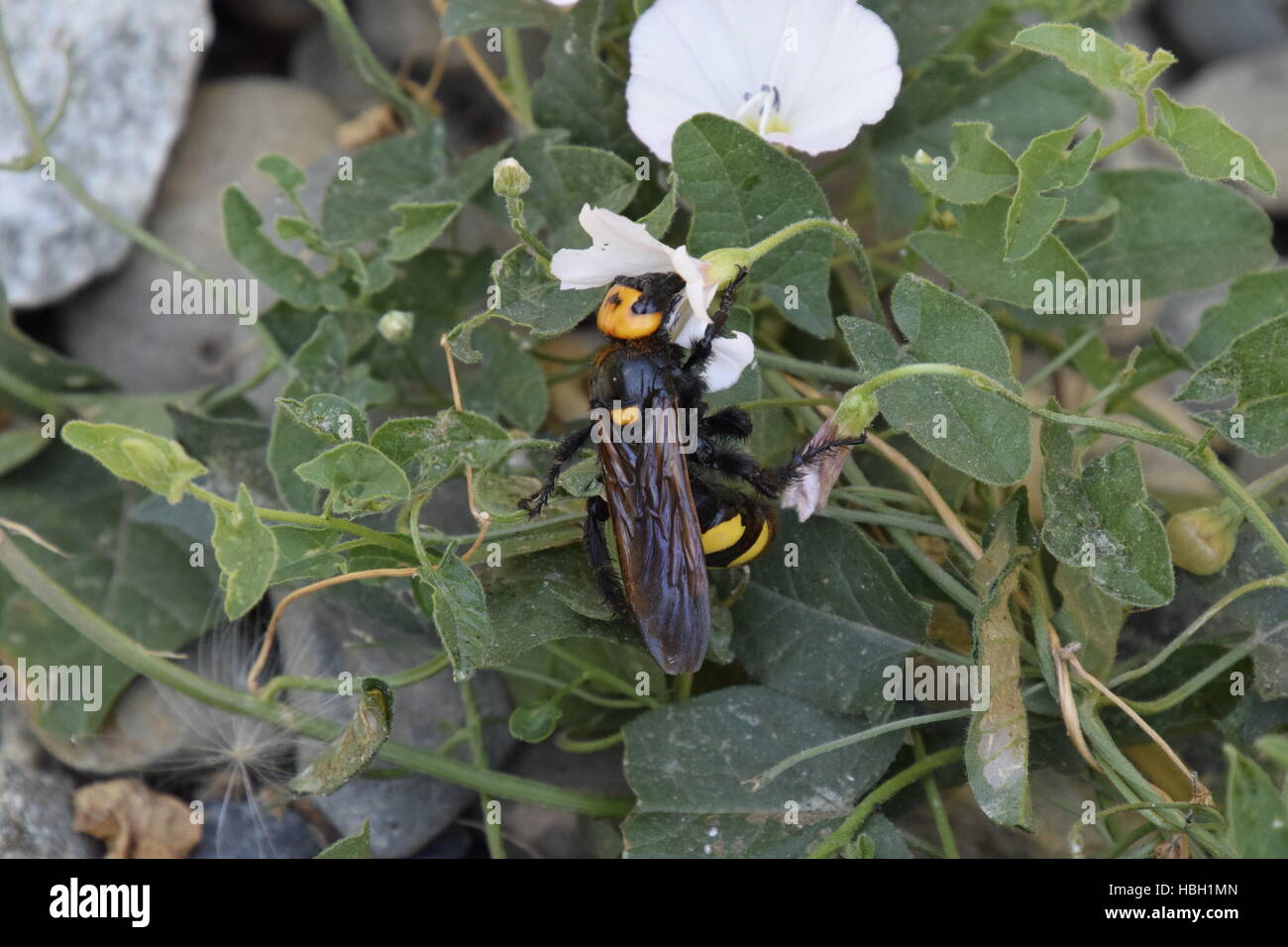 Megascolia maculata. The mammoth wasp Stock Photo - Alamy