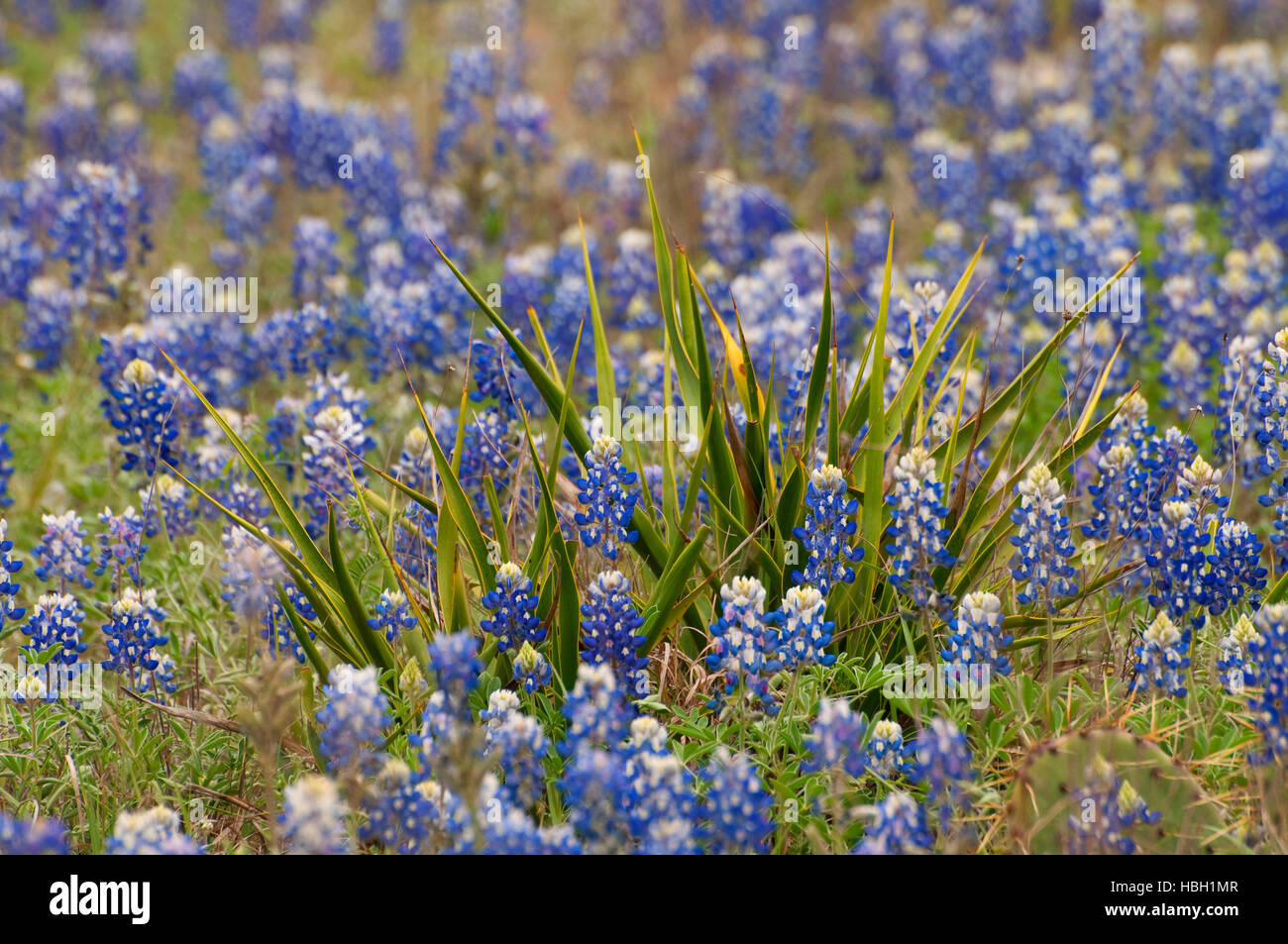 Texas bluebonnets with twisted yucca (Yucca rupicola), Kerr Wildlife ...