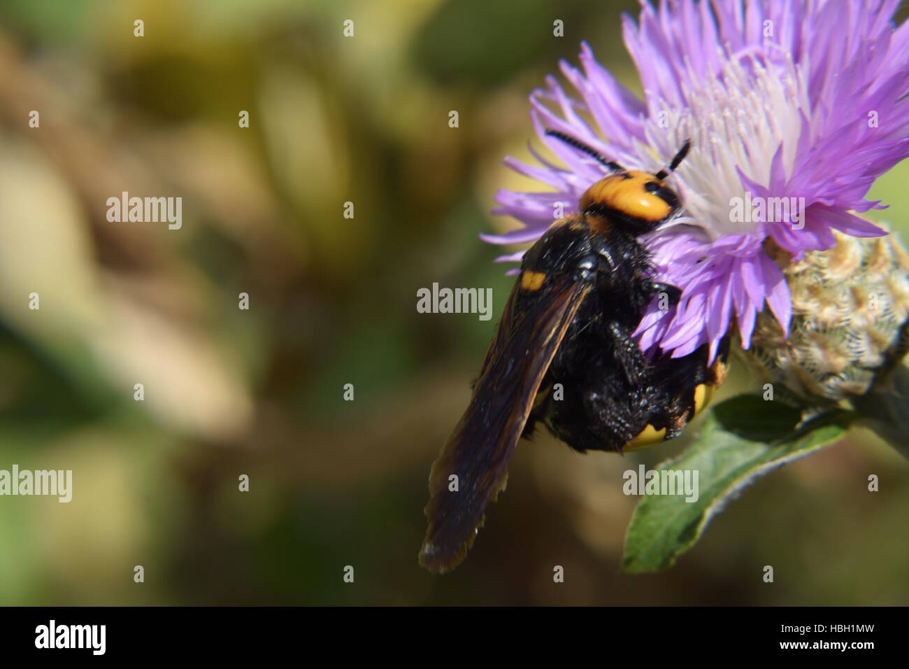 Megascolia maculata. The mammoth wasp Stock Photo - Alamy