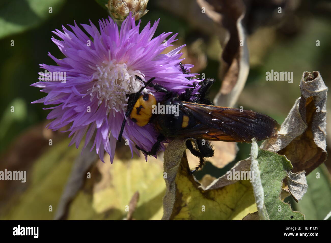 Megascolia maculata. The mammoth wasp Stock Photo - Alamy