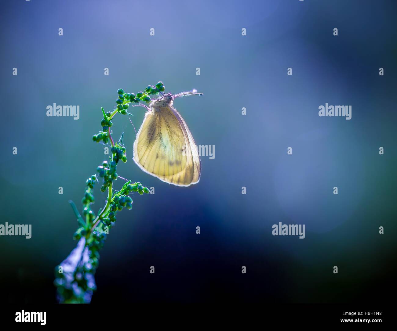 Beutiful butterly macro Stock Photo - Alamy