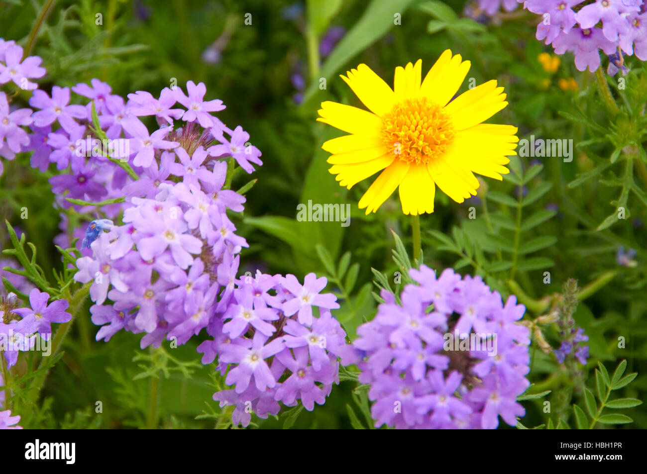 Verbena with yellow daisy, South Llano River State Park, Texas Stock ...