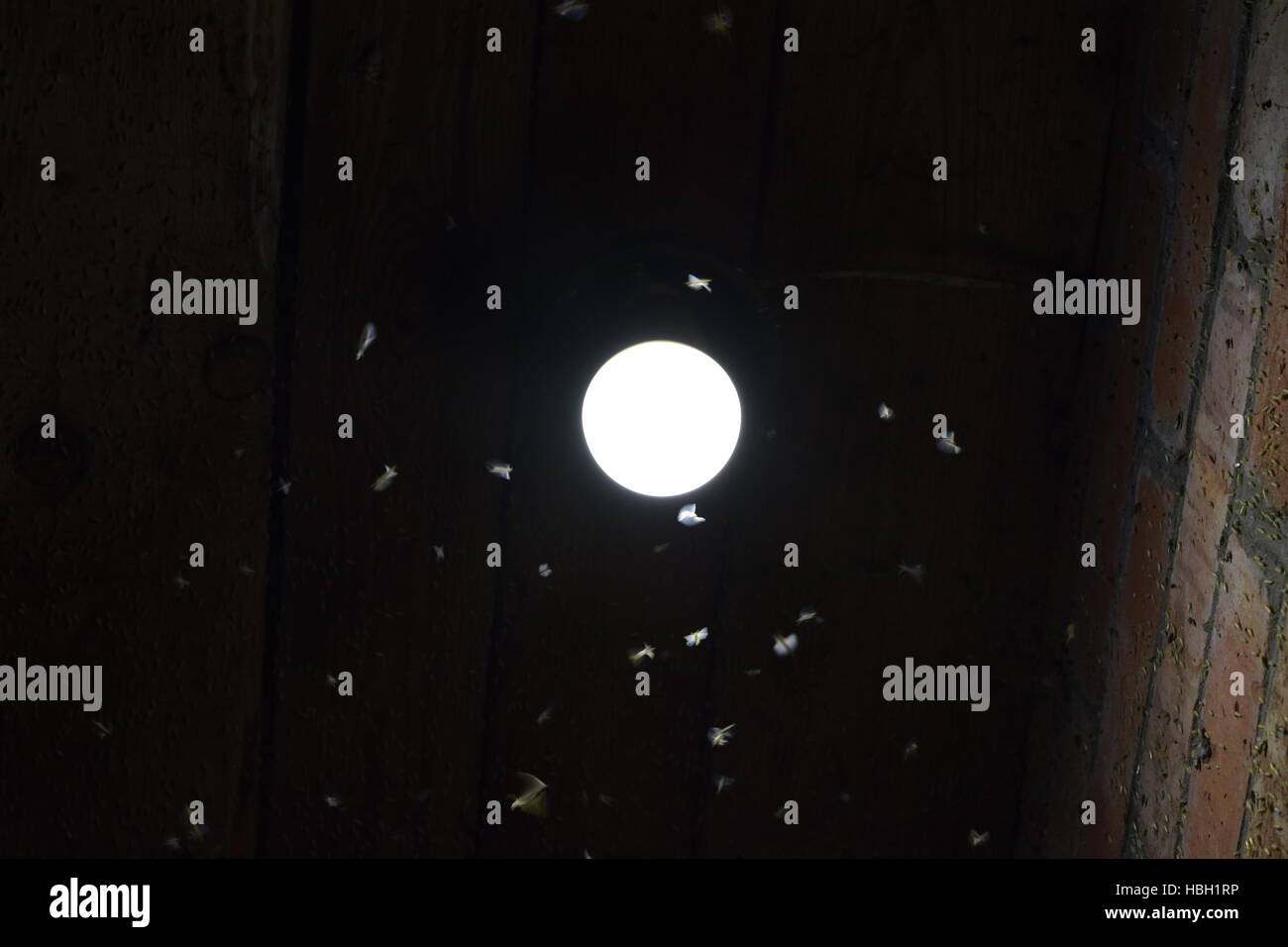 Night insects at a bulb Stock Photo - Alamy