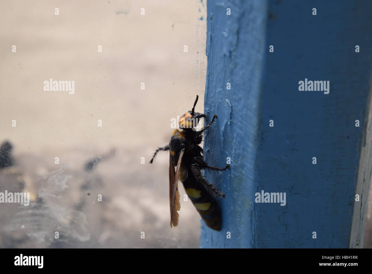 Giant wood wasp hi-res stock photography and images - Alamy