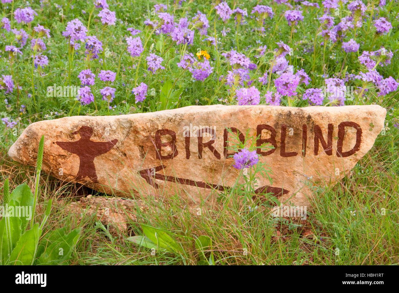 Bird Blind Sign High Resolution Stock Photography and Images - Alamy