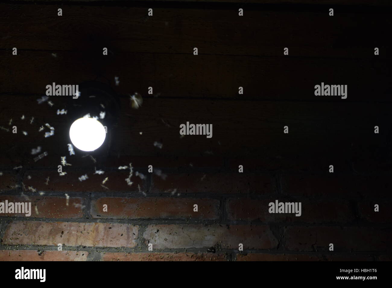 Night insects at a bulb Stock Photo - Alamy