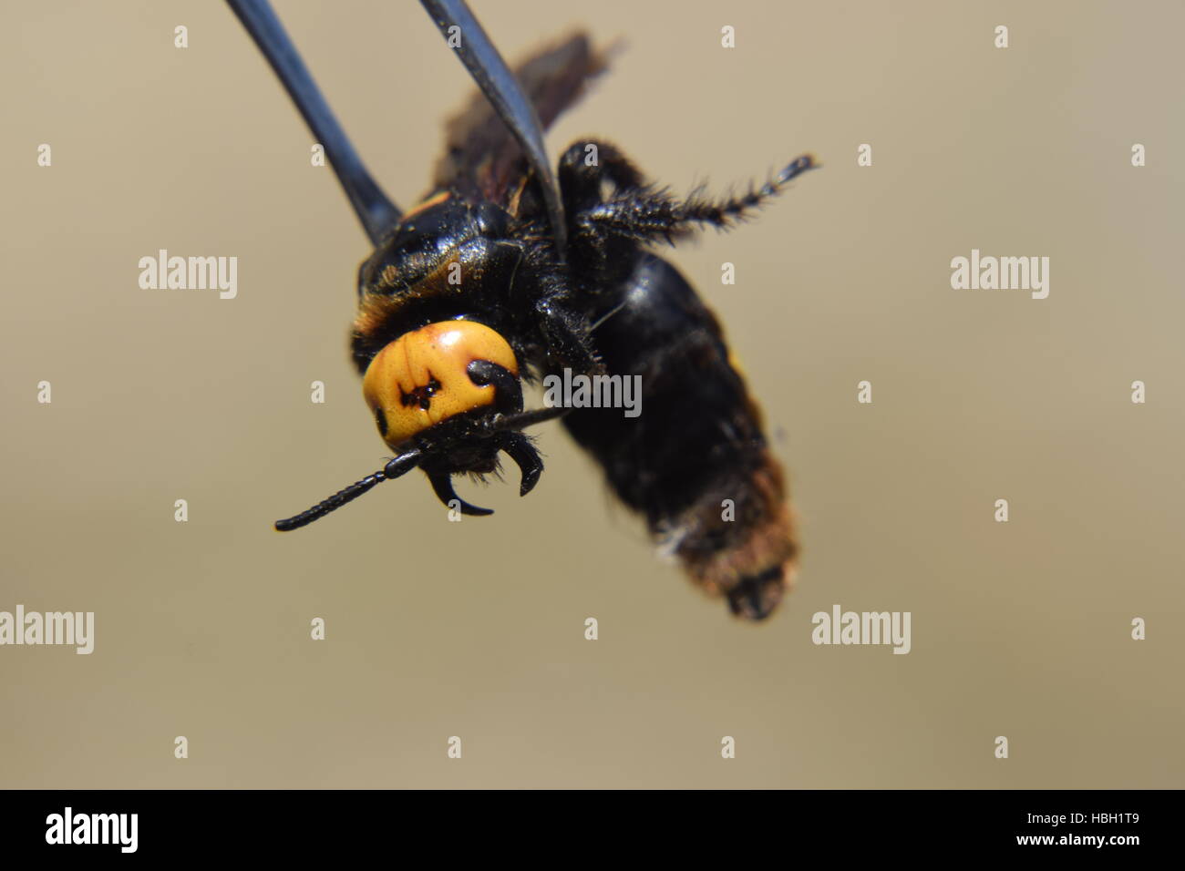 Megascolia maculata. The mammoth wasp Stock Photo - Alamy