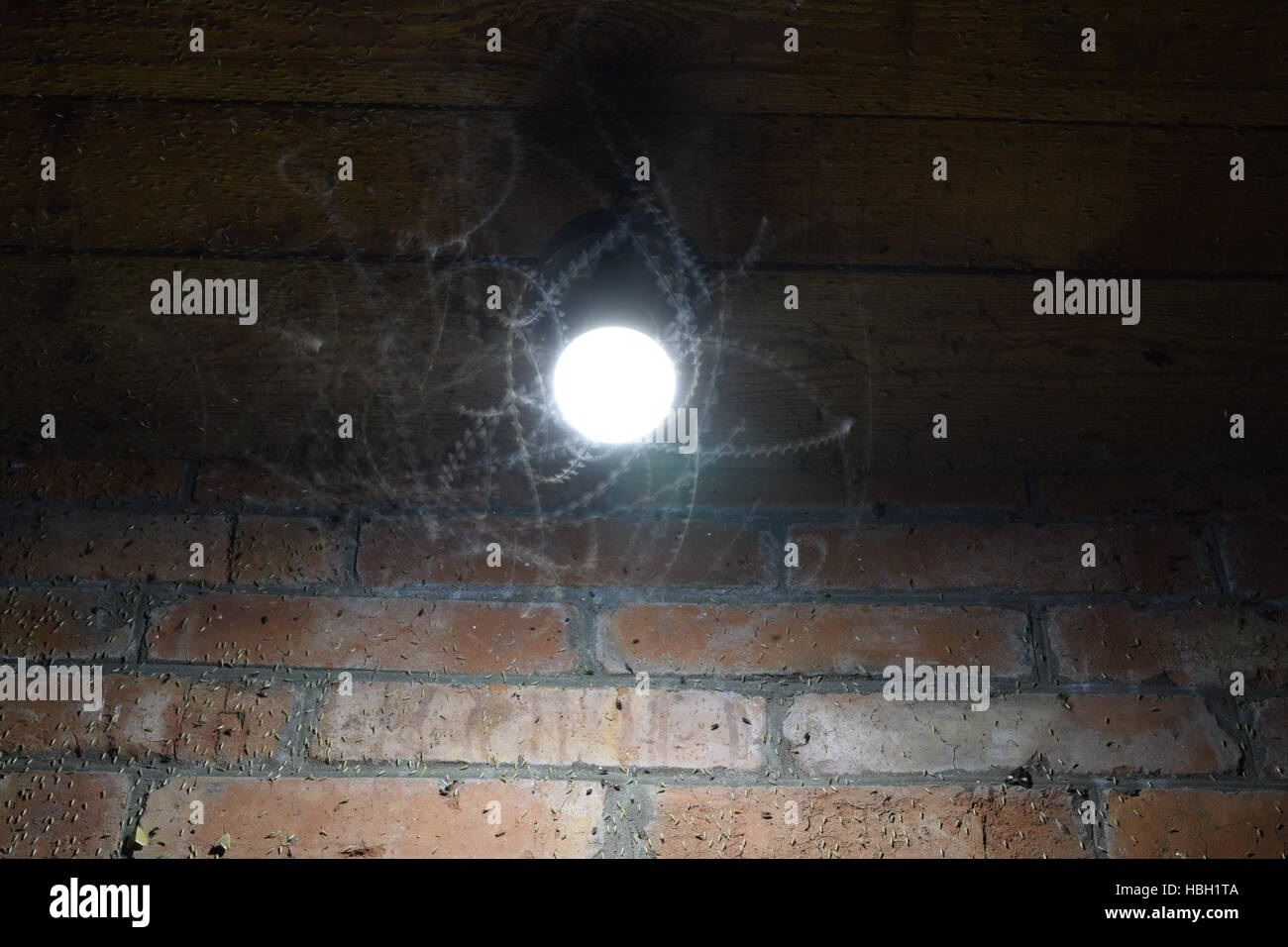 Old lamp insects hi-res stock photography and images - Alamy