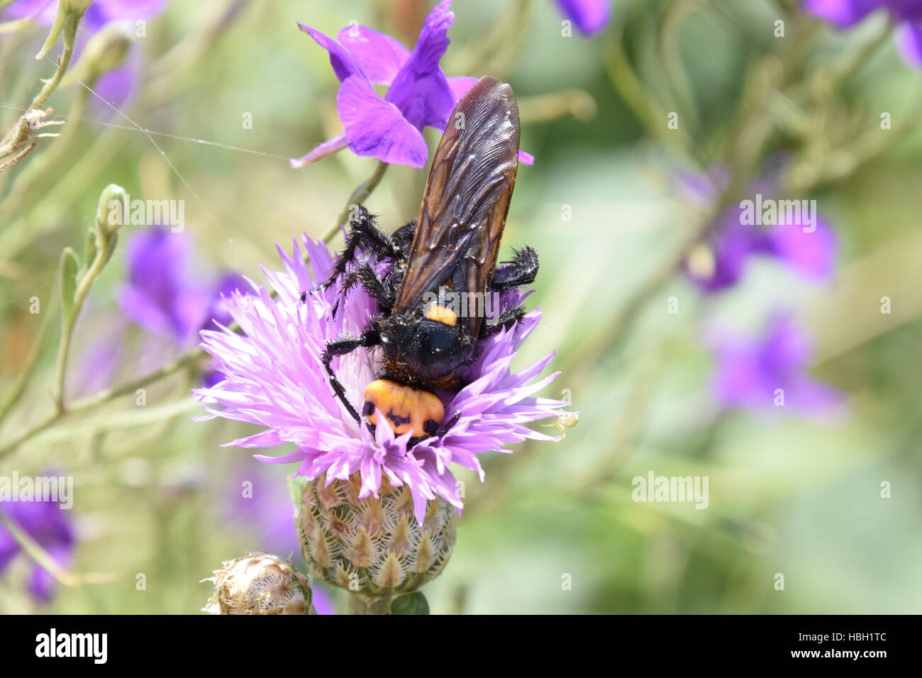 Megascolia maculata. The mammoth wasp Stock Photo - Alamy