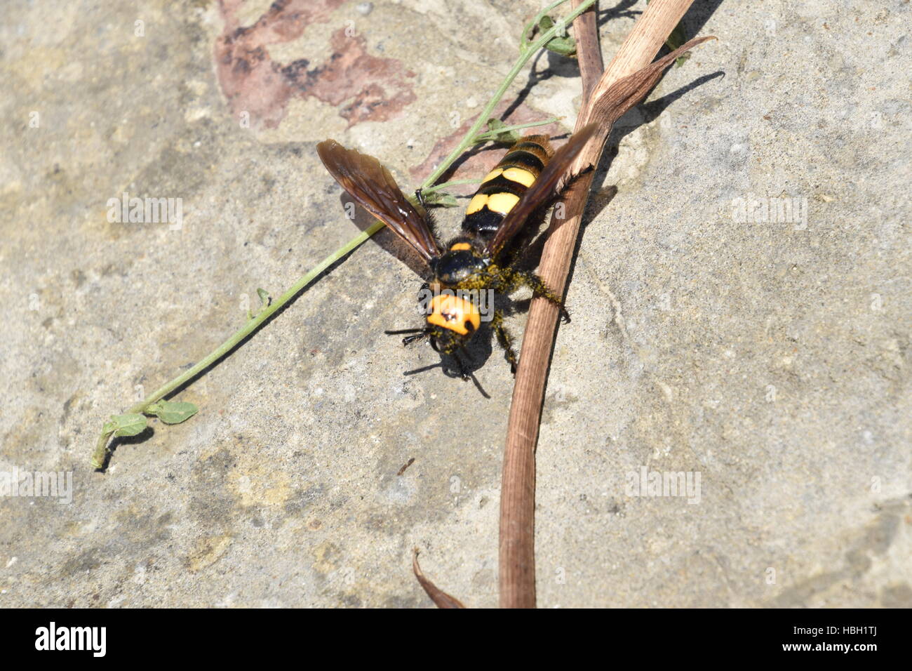 Megascolia maculata. The mammoth wasp Stock Photo - Alamy