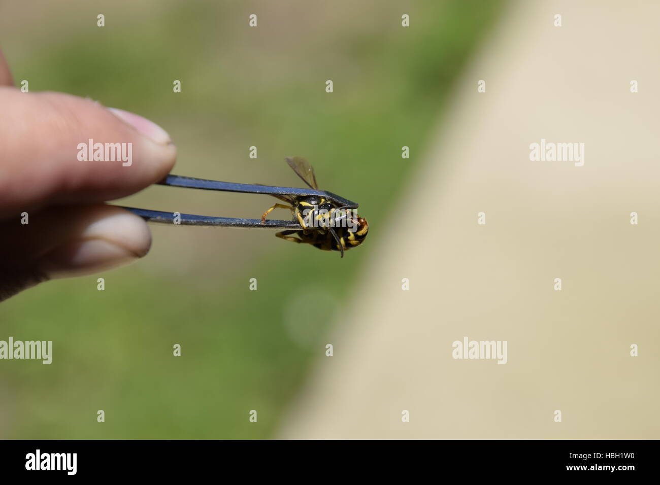 Common paper wasp hi-res stock photography and images - Alamy