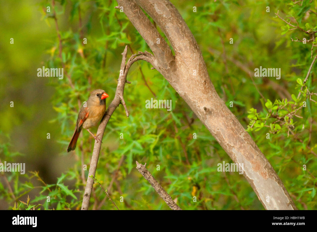 Northern cardinal (Cardinalis cardinalis), South Llano River State Park ...