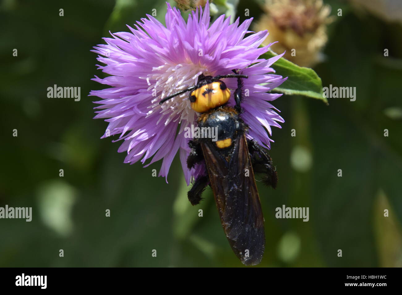 Megascolia maculata. The mammoth wasp Stock Photo - Alamy