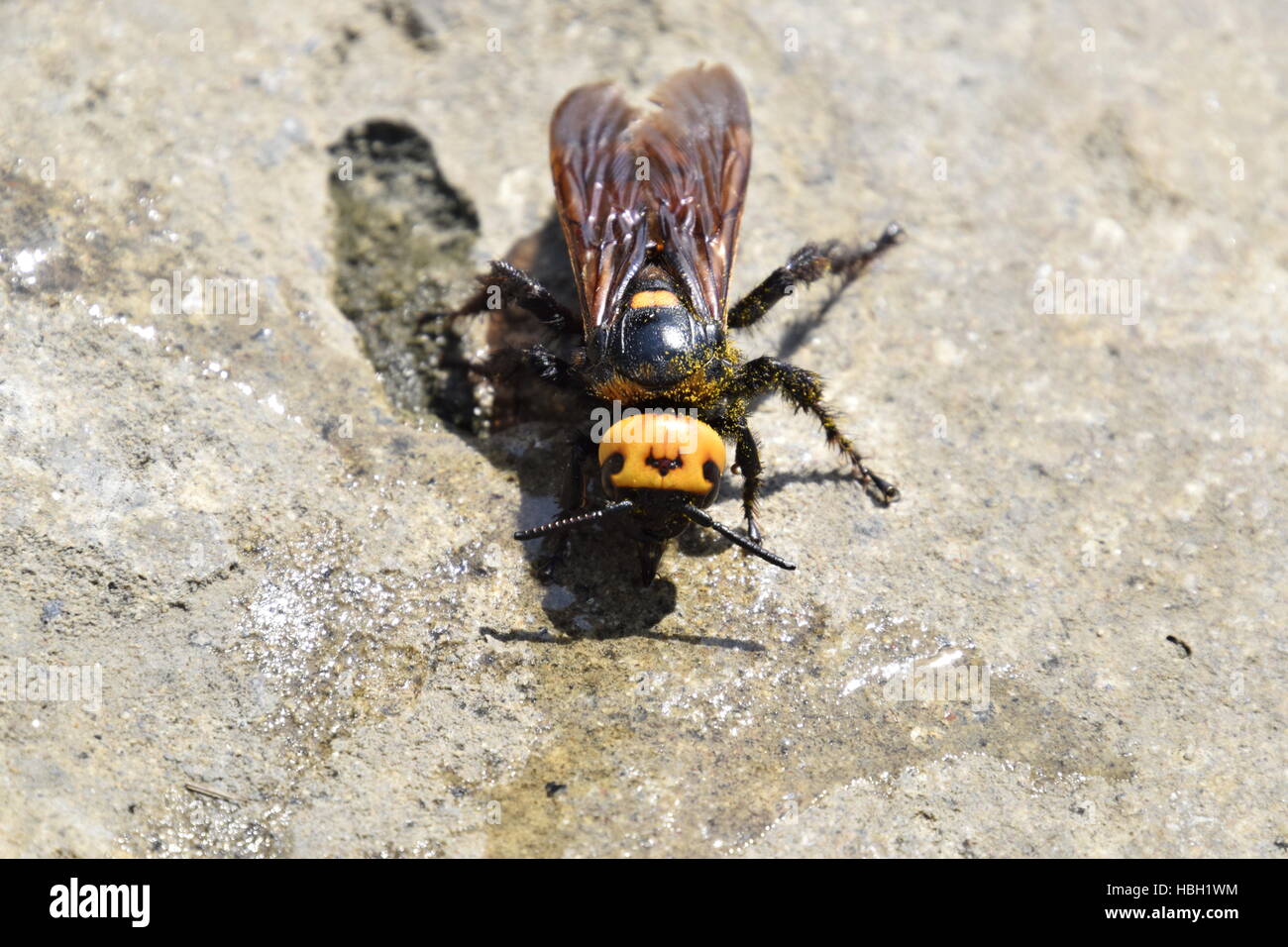Megascolia maculata. The mammoth wasp Stock Photo - Alamy