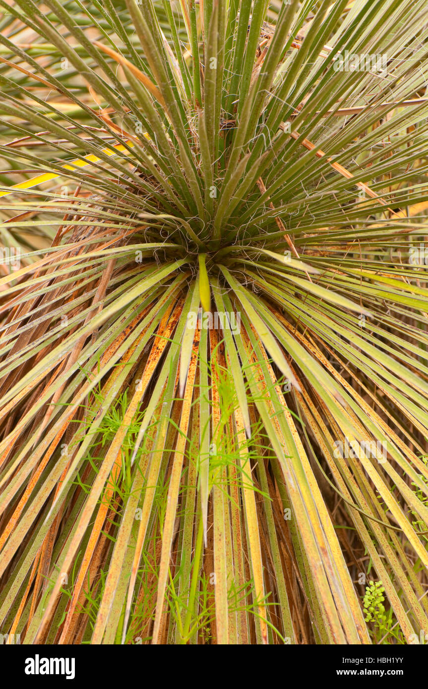 Yucca, Enchanted Rock State Park, Texas Stock Photo - Alamy