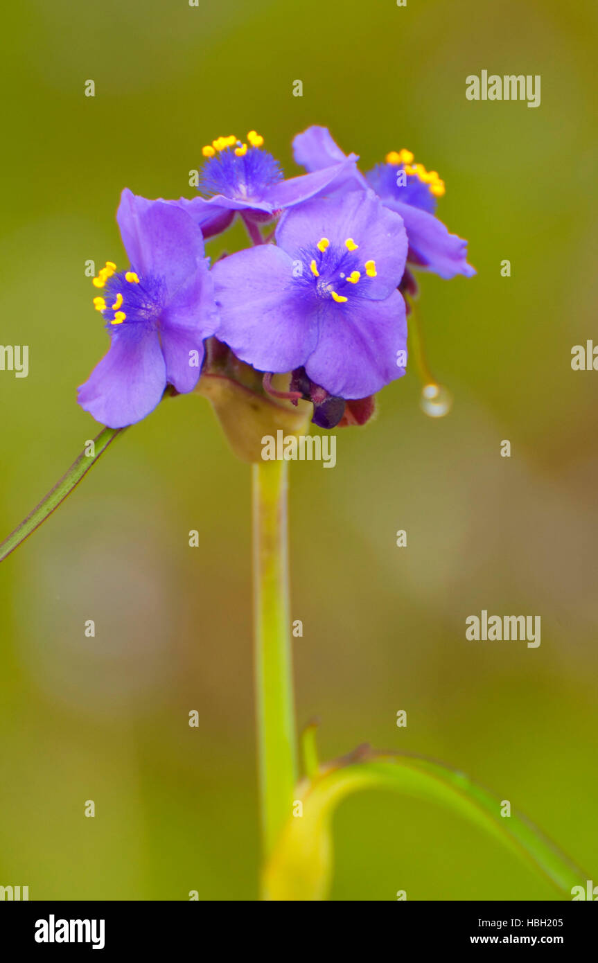 Spiderwort, Enchanted Rock State Park, Texas Stock Photo - Alamy