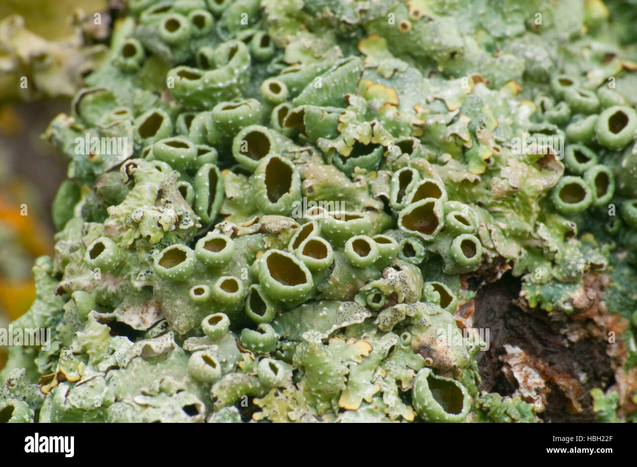 Lichen, Doeskin Ranch Unit-Balcones Canyonlands National Wildlife ...