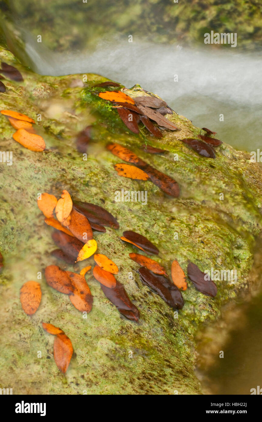 Doeskin Branch Creek cascade, Doeskin Ranch Unit-Balcones Canyonlands ...