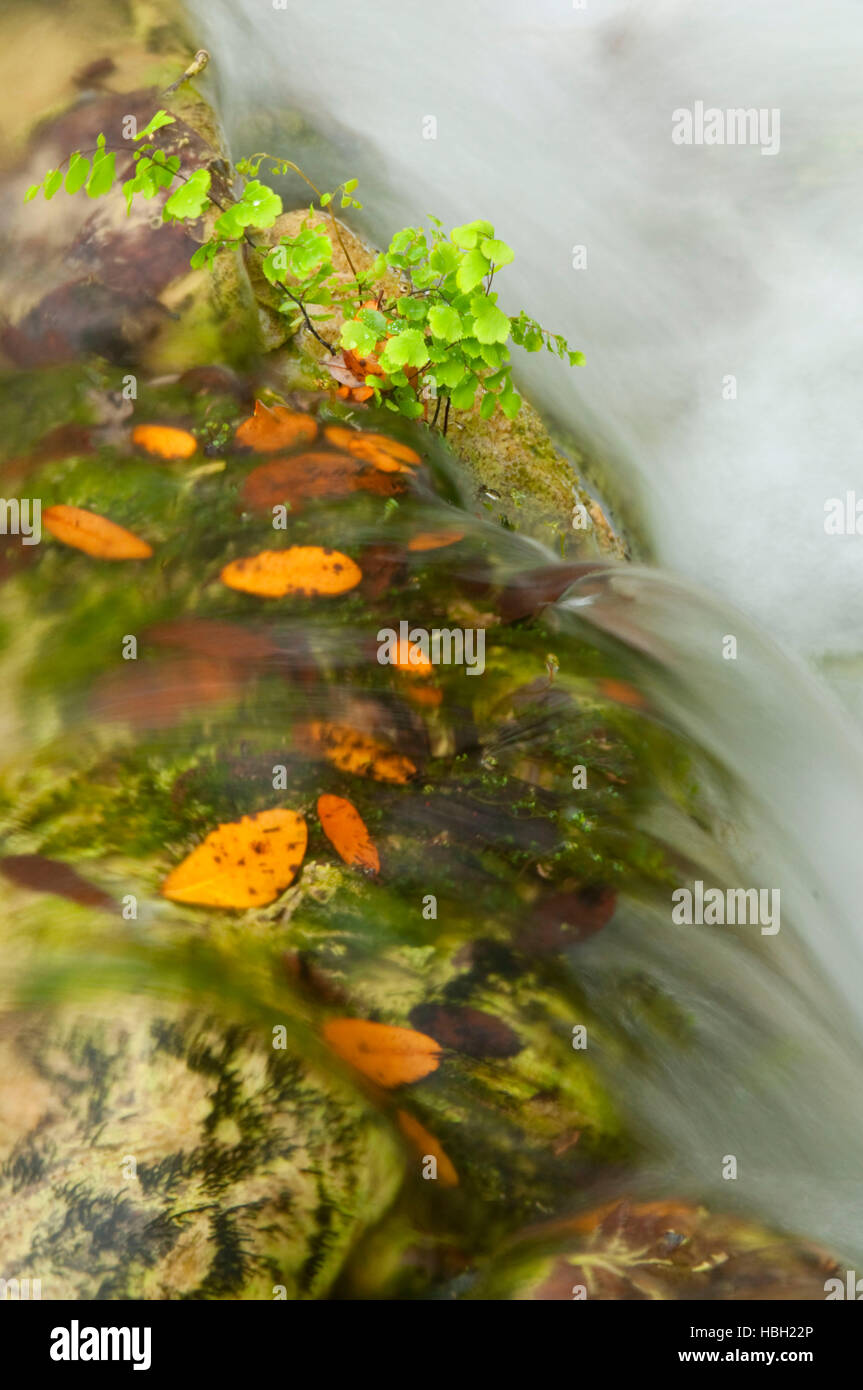 Doeskin Branch Creek cascade, Doeskin Ranch Unit-Balcones Canyonlands ...