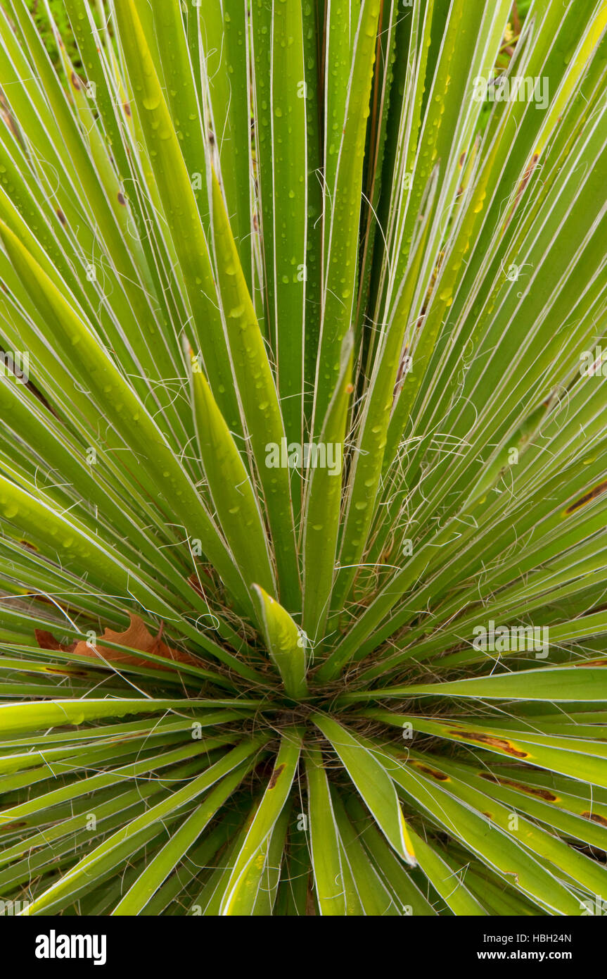 Sharp pointed leaves hi-res stock photography and images - Alamy