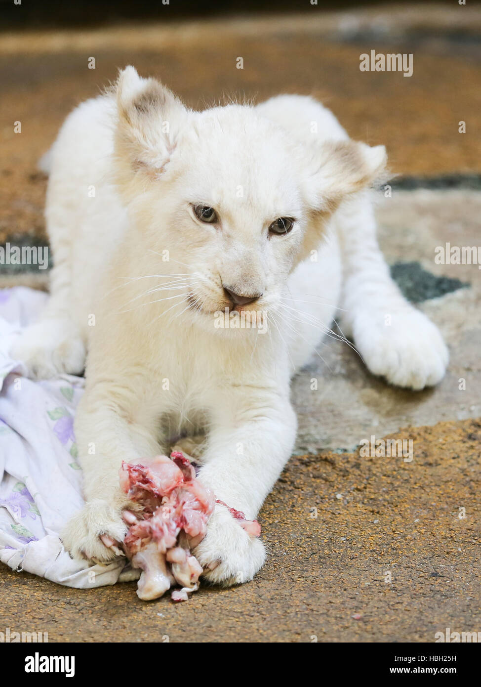 white female lion cub in ZOO Magdeburg Stock Photo - Alamy