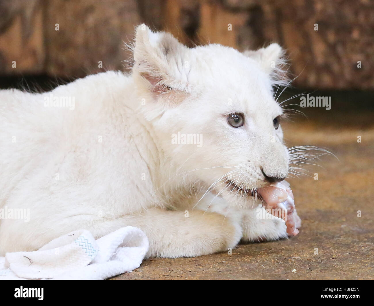 white female lion cub in ZOO Magdeburg Stock Photo - Alamy
